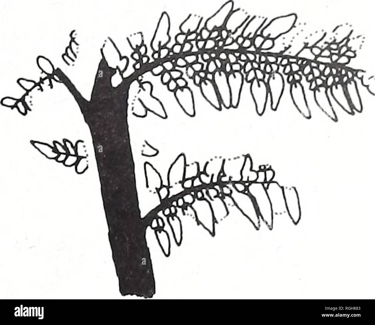 . Bulletin of the British Museum (Natural History). Geology.. cm. Fig ...
