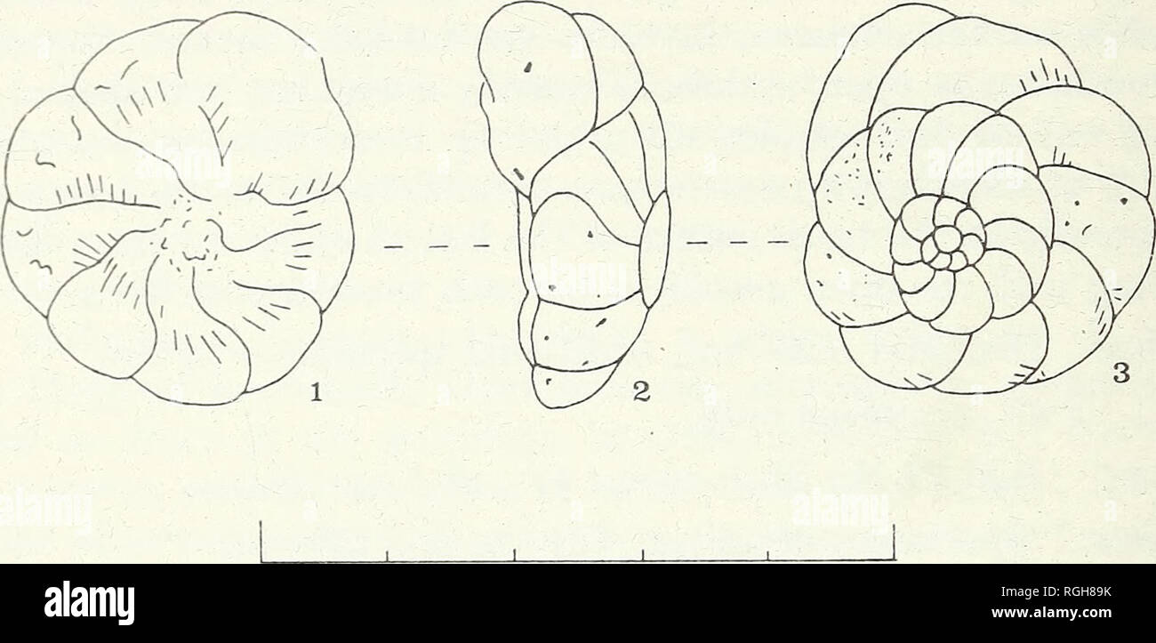 . Bulletin of the British Museum (Natural History). Zoology ...