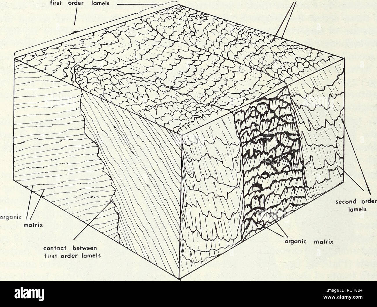 . Bulletin of the British Museum (Natural History). Zoology ...