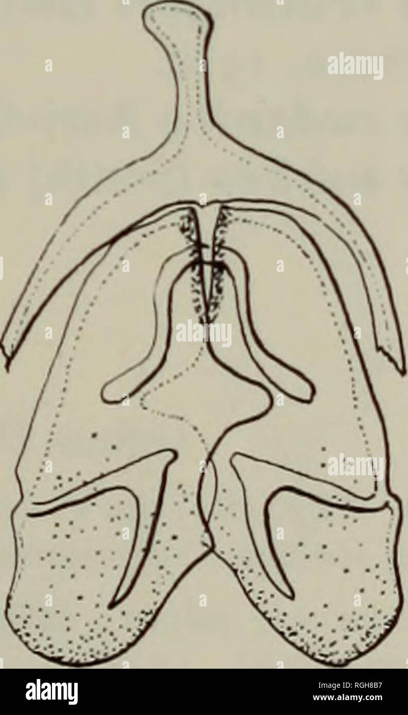 Lachnocnema bibulus hi-res stock photography and images - Alamy