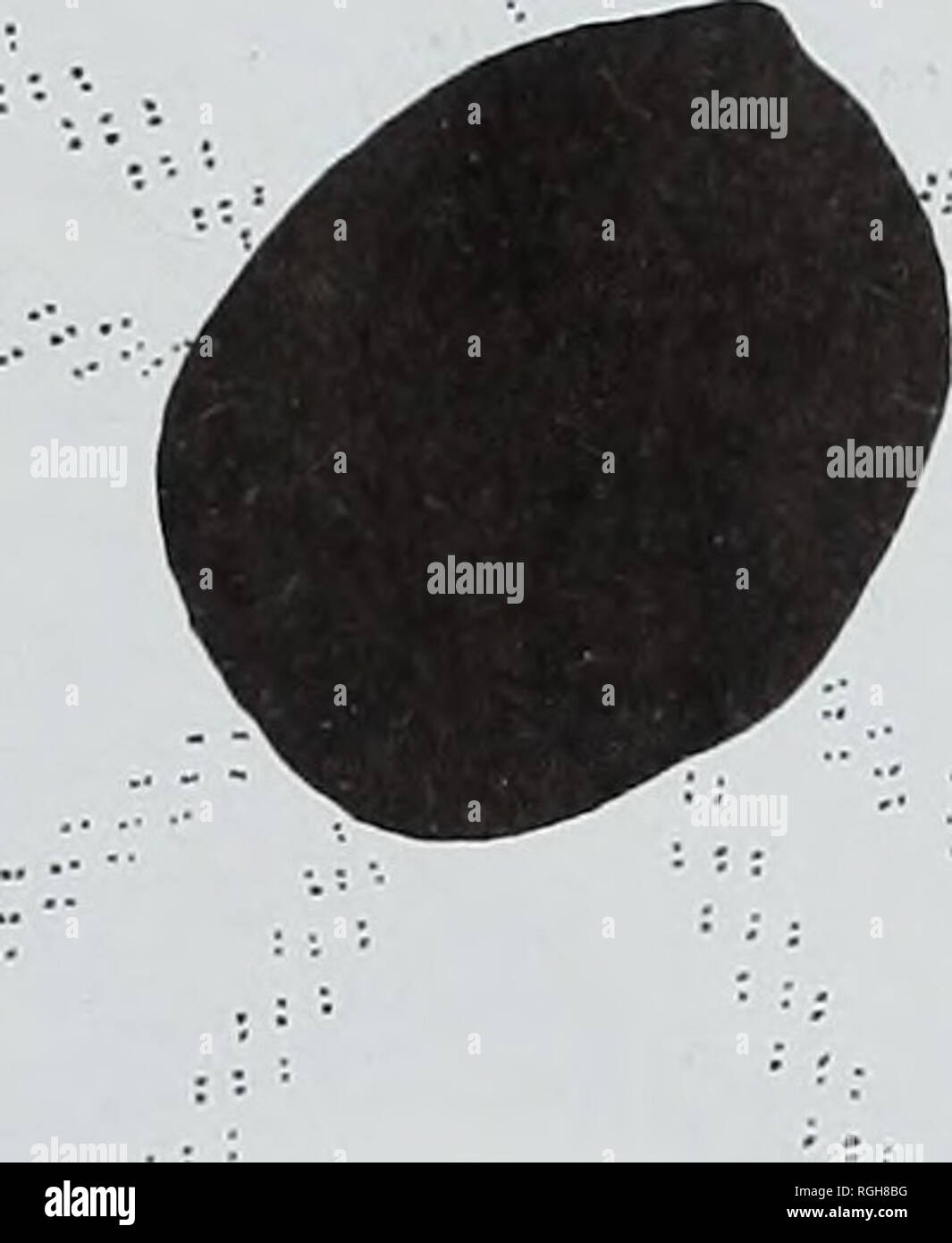 Conulus hi-res stock photography and images - Alamy