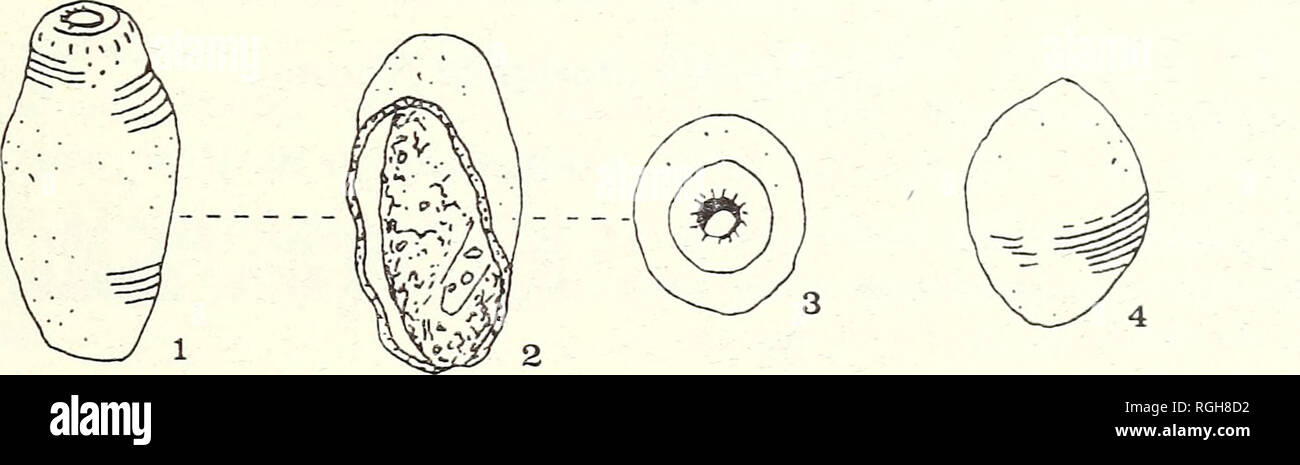 Foraminiferans Diagram
