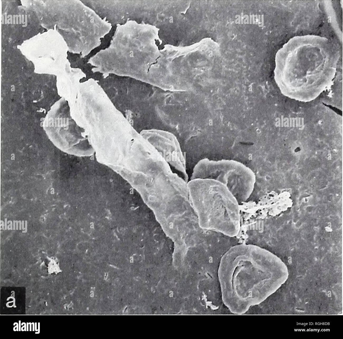 Neuropteris hi-res stock photography and images - Alamy