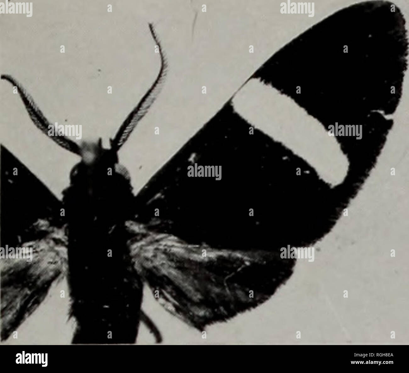 . Bulletin of the British Museum (Natural History) Entom Supp. Bull. Br ...