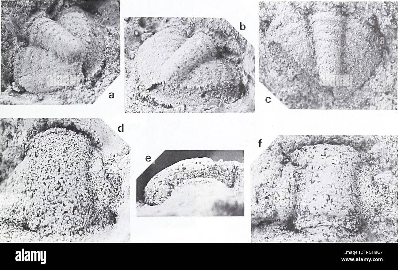 Convex cheeks hi-res stock photography and images - Alamy