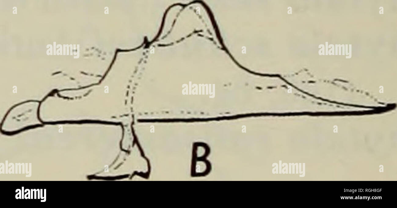 Note posthumus hi-res stock photography and images - Alamy