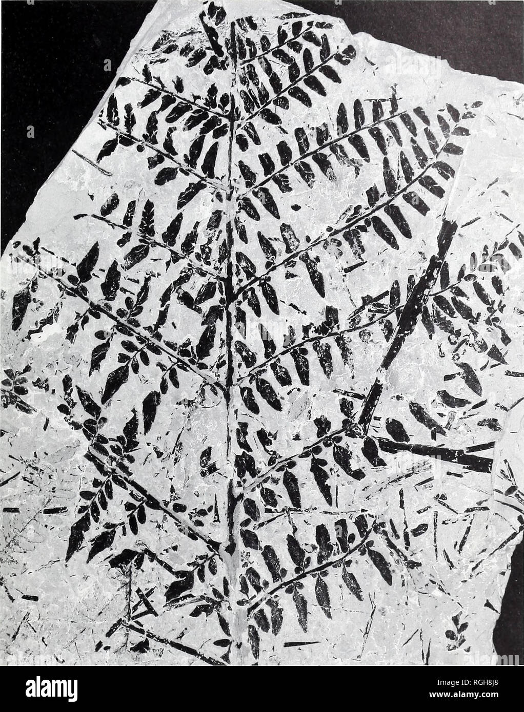 Pteridosperm hi-res stock photography and images - Alamy