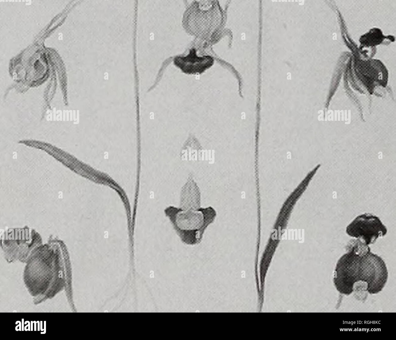 . Bulletin of the British Museum (Natural History), Botany. 180 191[A ...