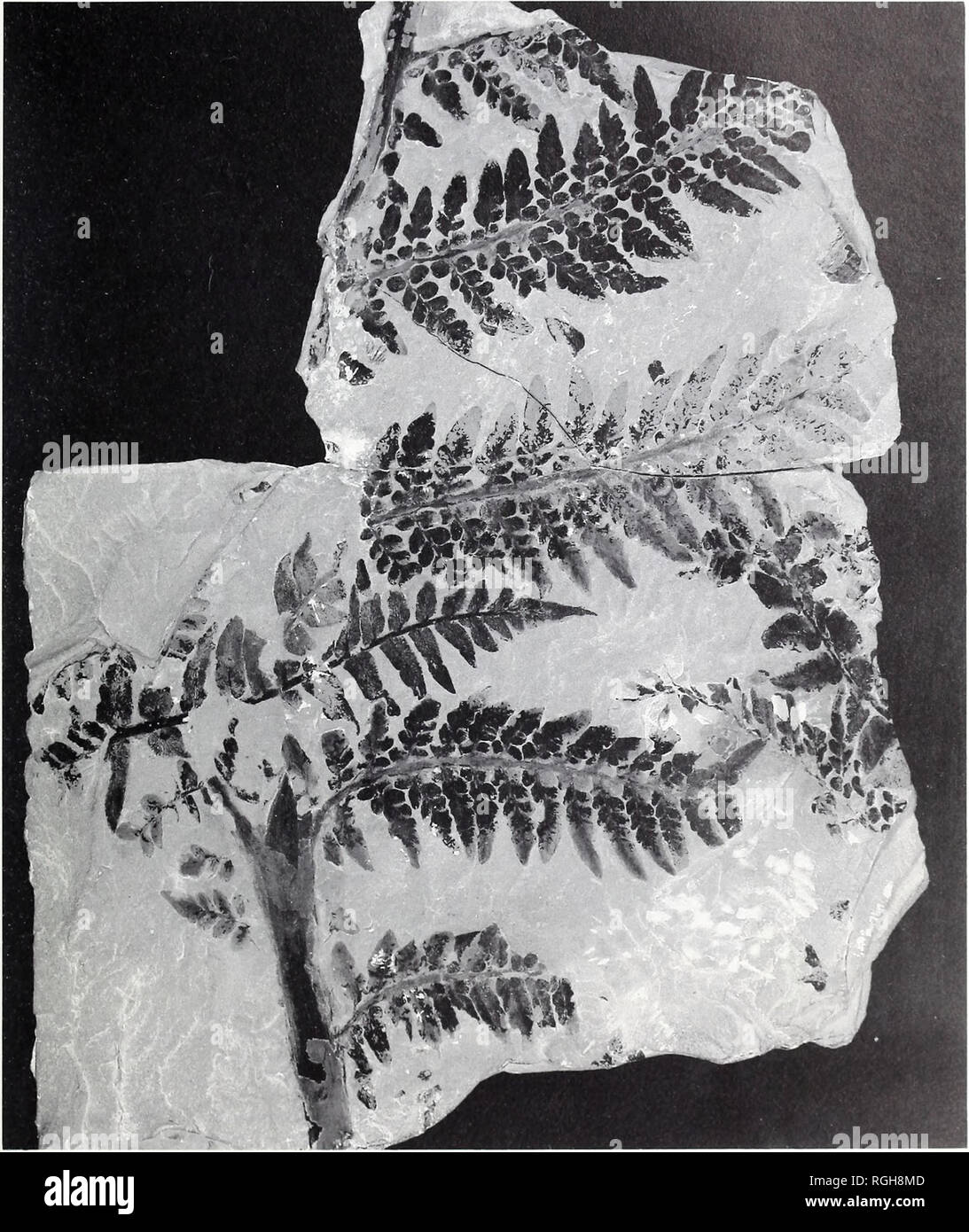 Pteridosperm hi-res stock photography and images - Alamy