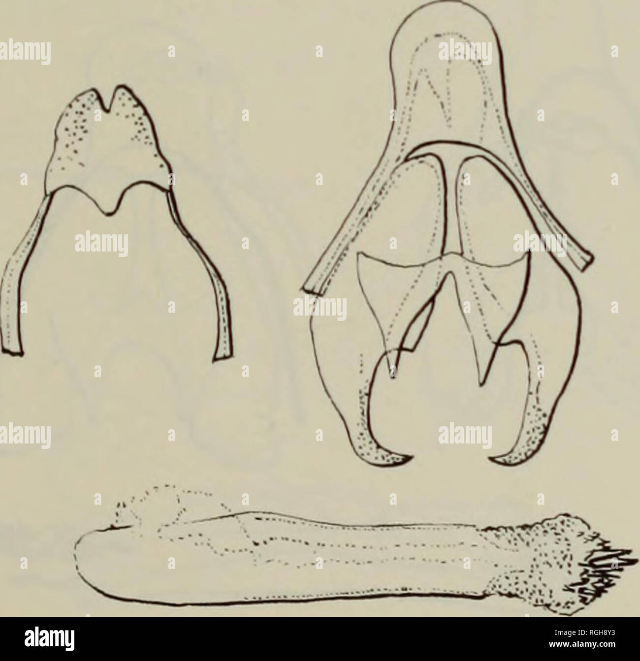 Liphyra hi-res stock photography and images - Alamy