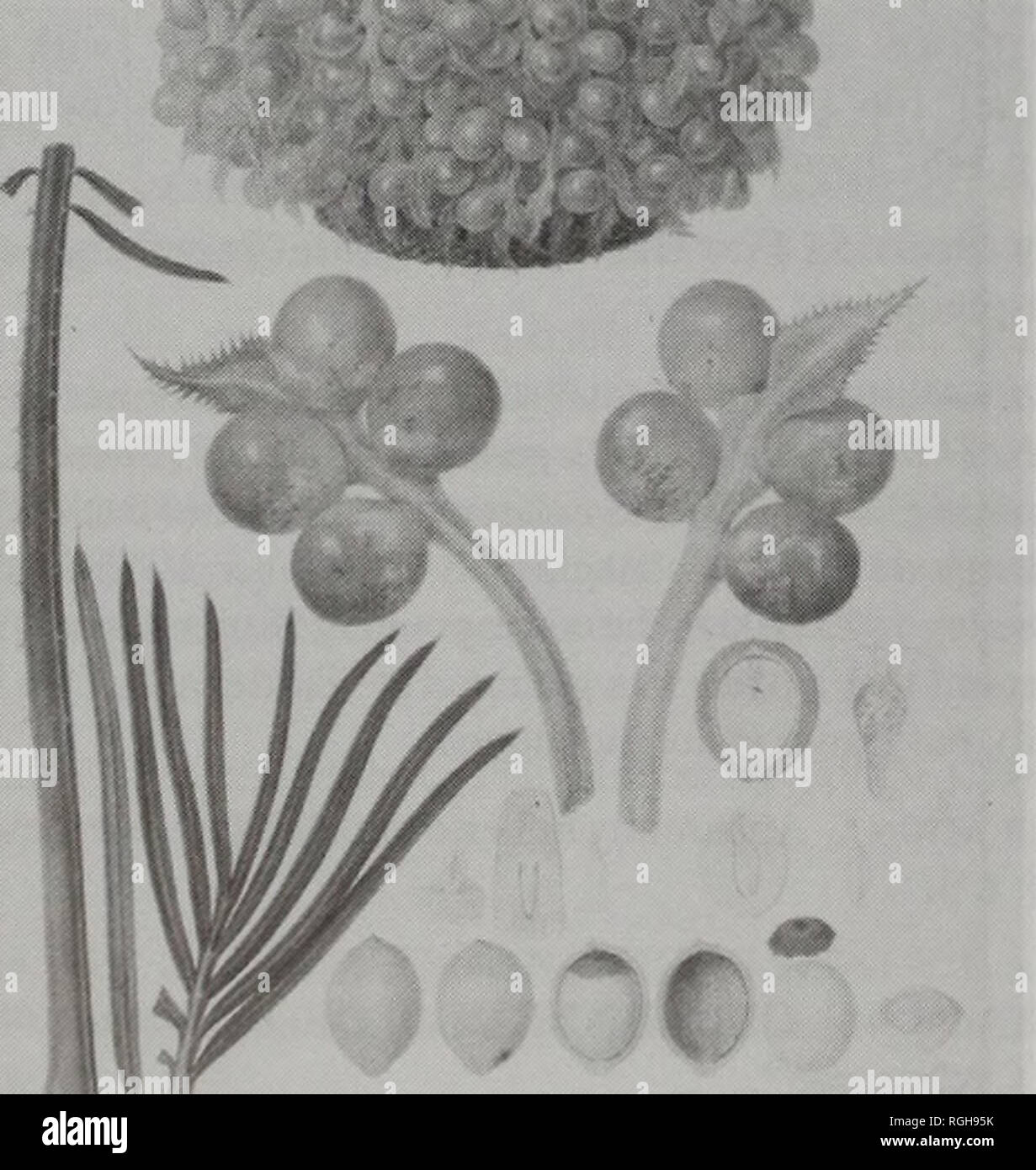 . Bulletin of the British Museum (Natural History), Botany. Annotation ...