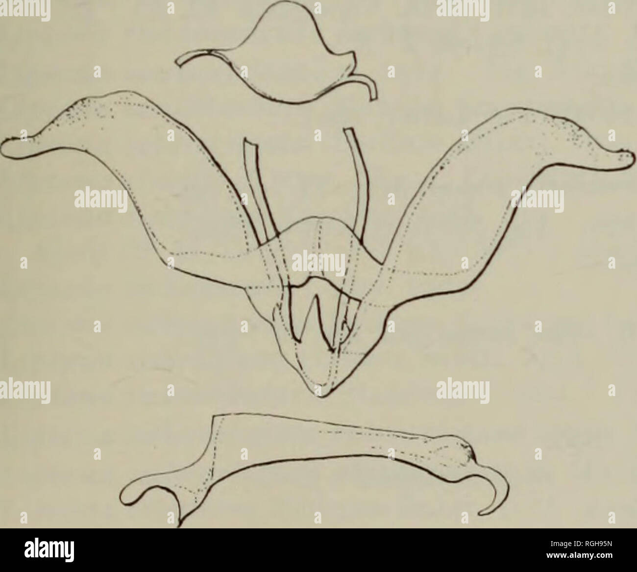 Bull genitalia not bird not reptile hi-res stock photography and images ...