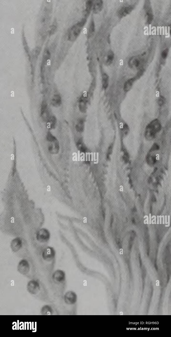 . Bulletin of the British Museum (Natural History), Botany. . * 157 ...