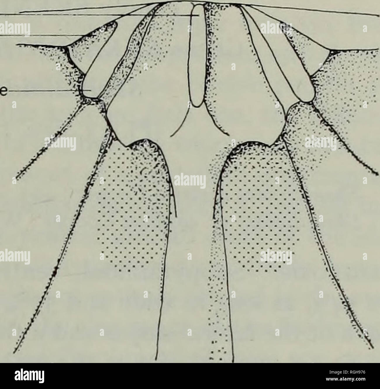 . Bulletin of the British Museum (Natural History) Geology Supplement ...
