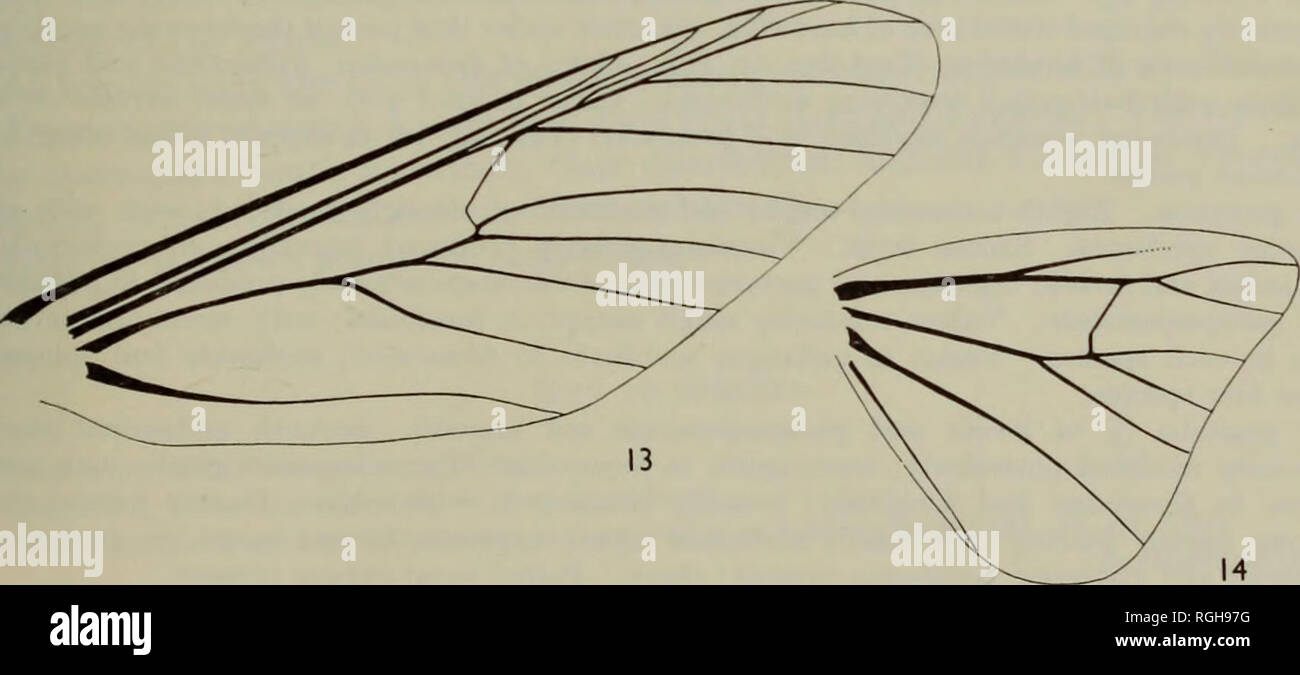 Automolis hi-res stock photography and images - Alamy