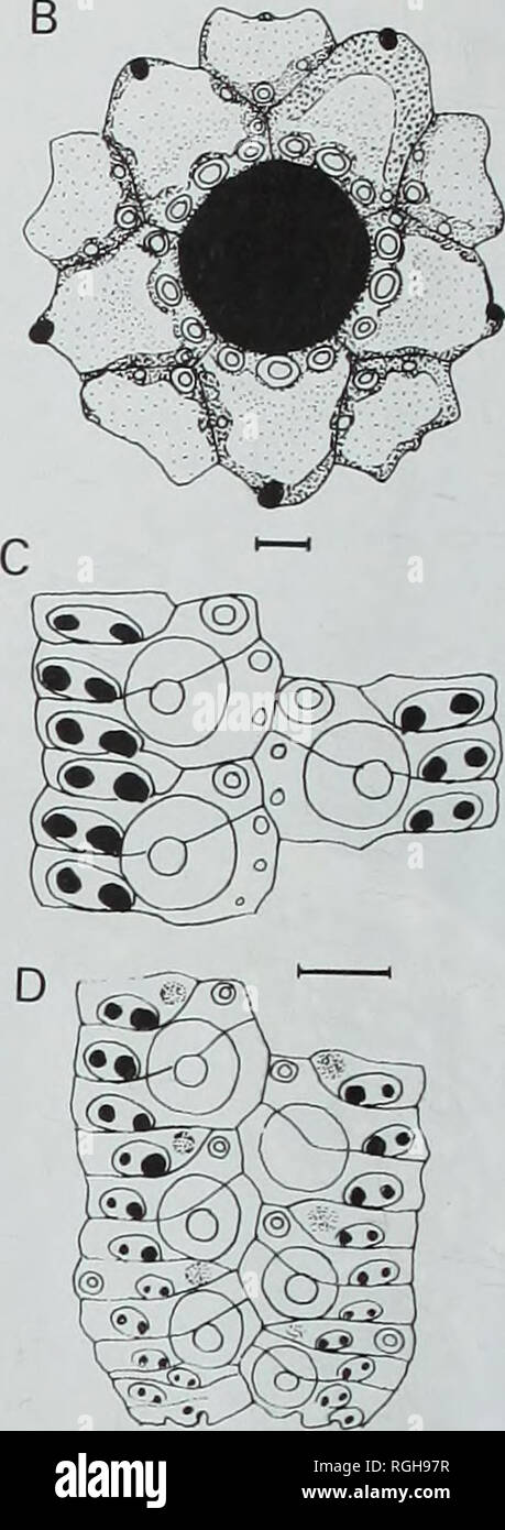 Genital tubercle hi-res stock photography and images - Alamy