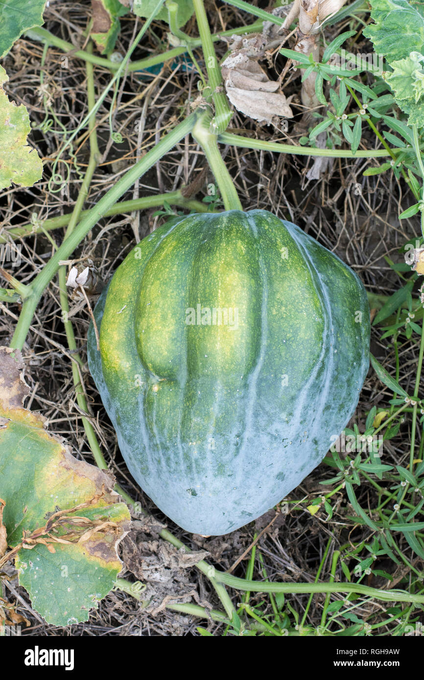 Cucurbitaceae plants hi-res stock photography and images - Alamy