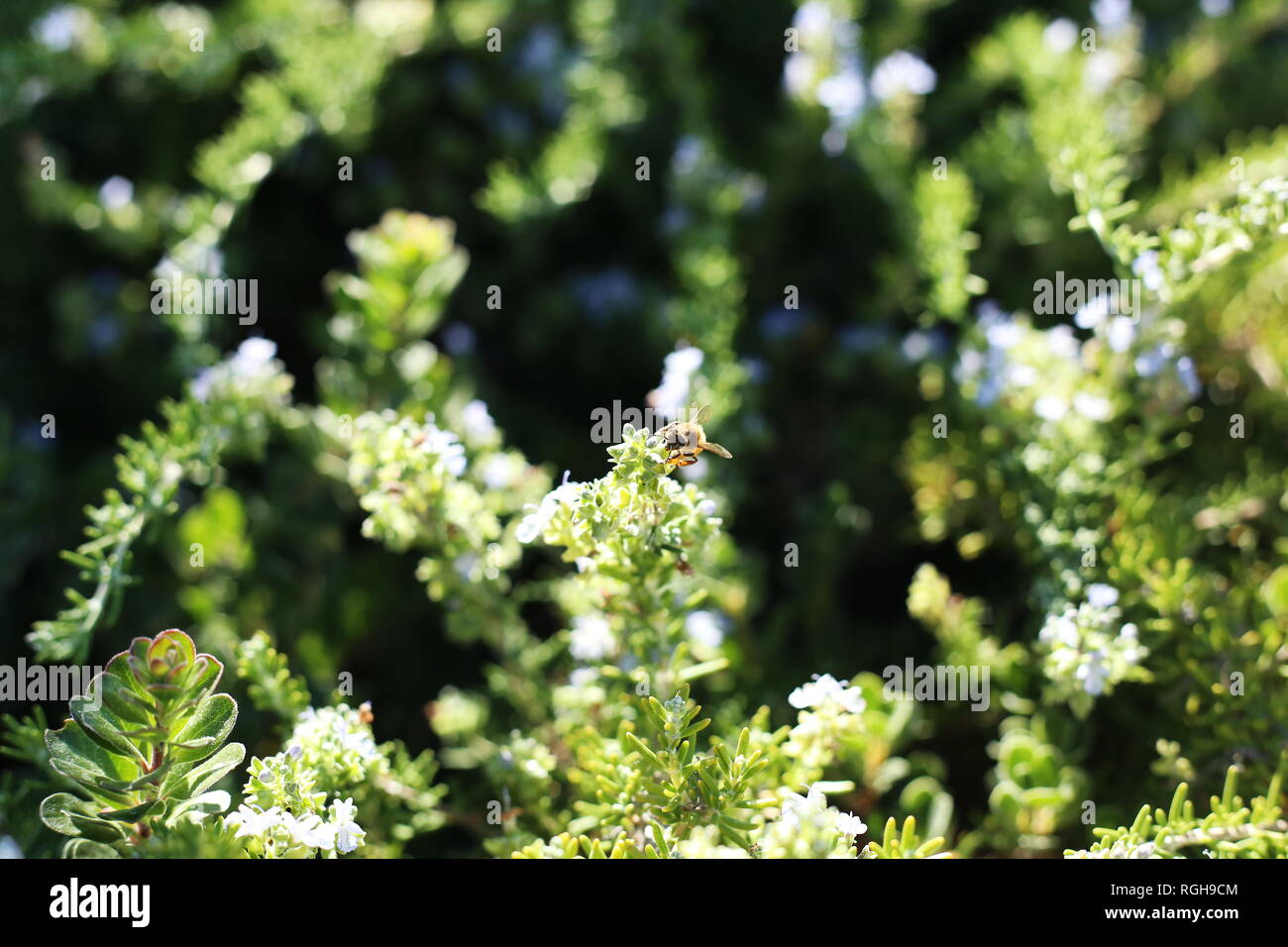 Rosemary pollination hi-res stock photography and images - Alamy