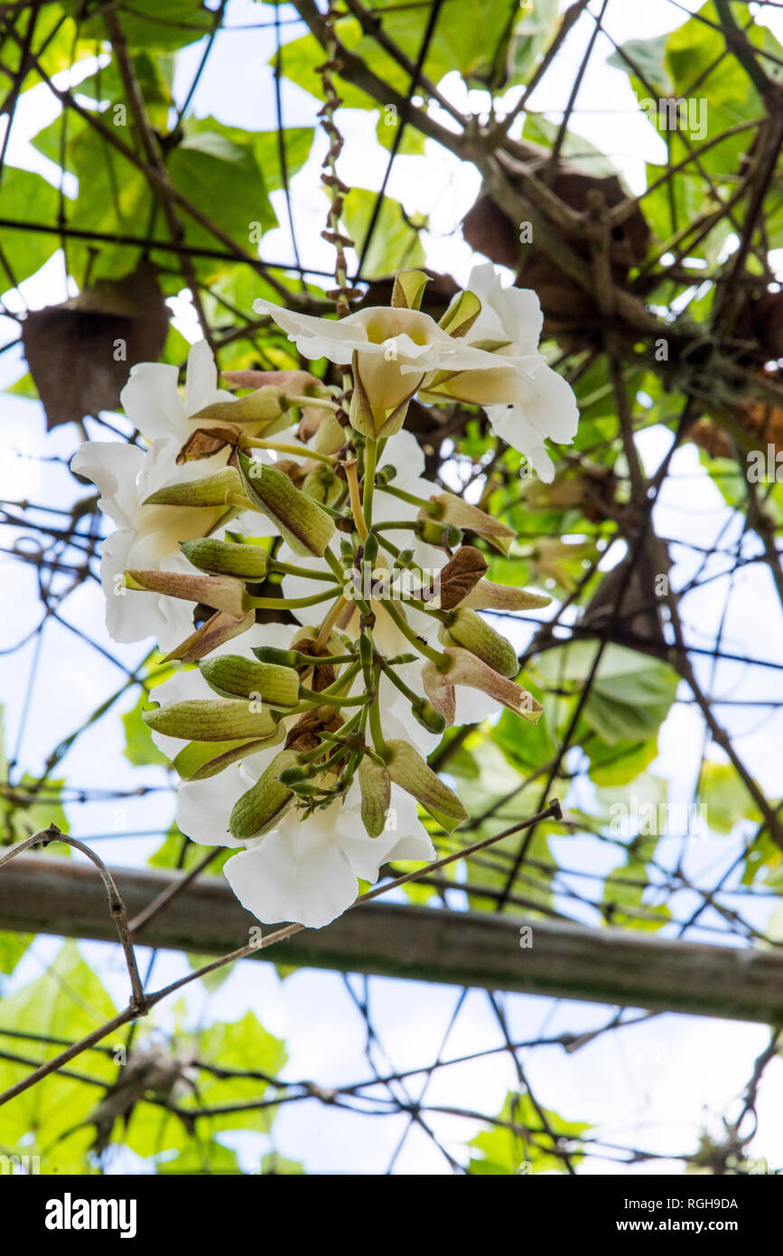Duranta Repens many beautiful purple flowers in the cuban garden ...