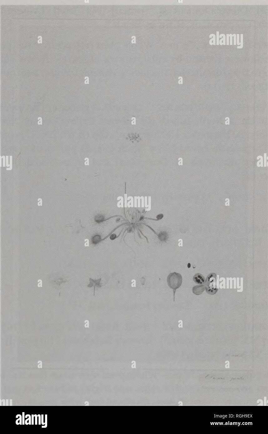 Drosera drawing hi-res stock photography and images - Alamy