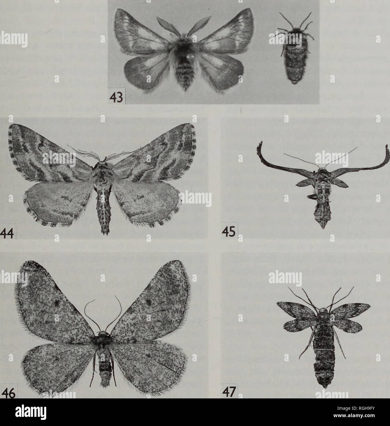 Macropterous hi-res stock photography and images - Alamy