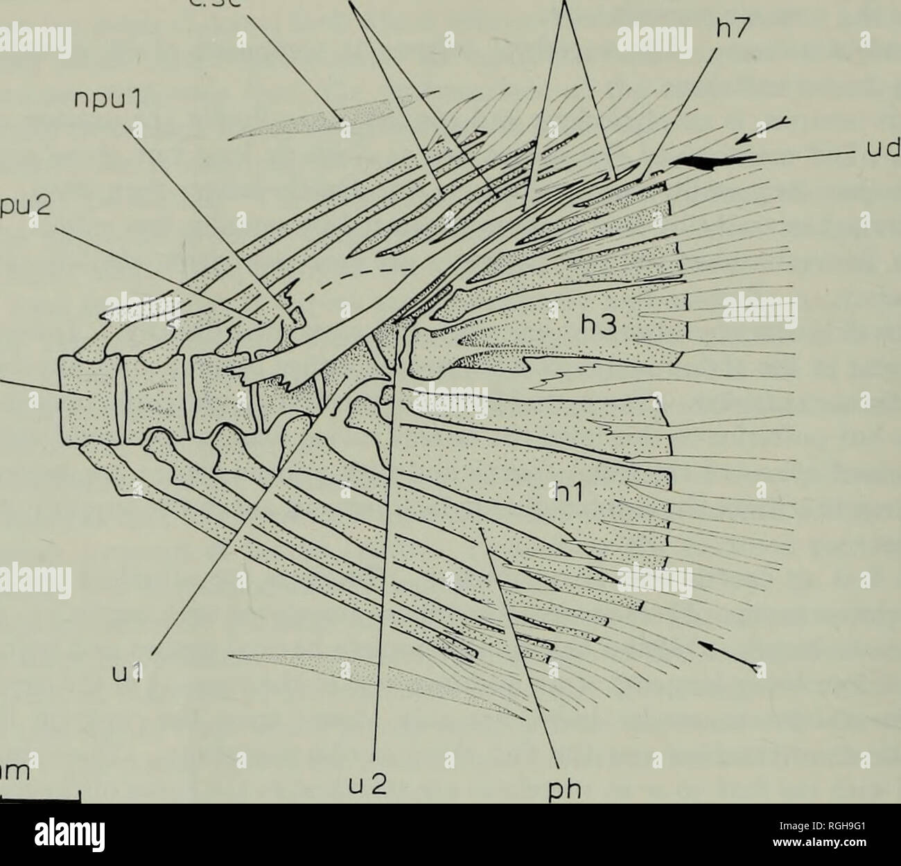 . Bulletin of the British Museum (Natural History) Geology Supplement ...