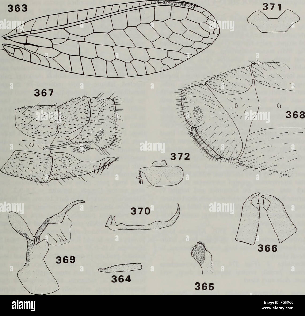 Maxillary palp hi-res stock photography and images - Alamy
