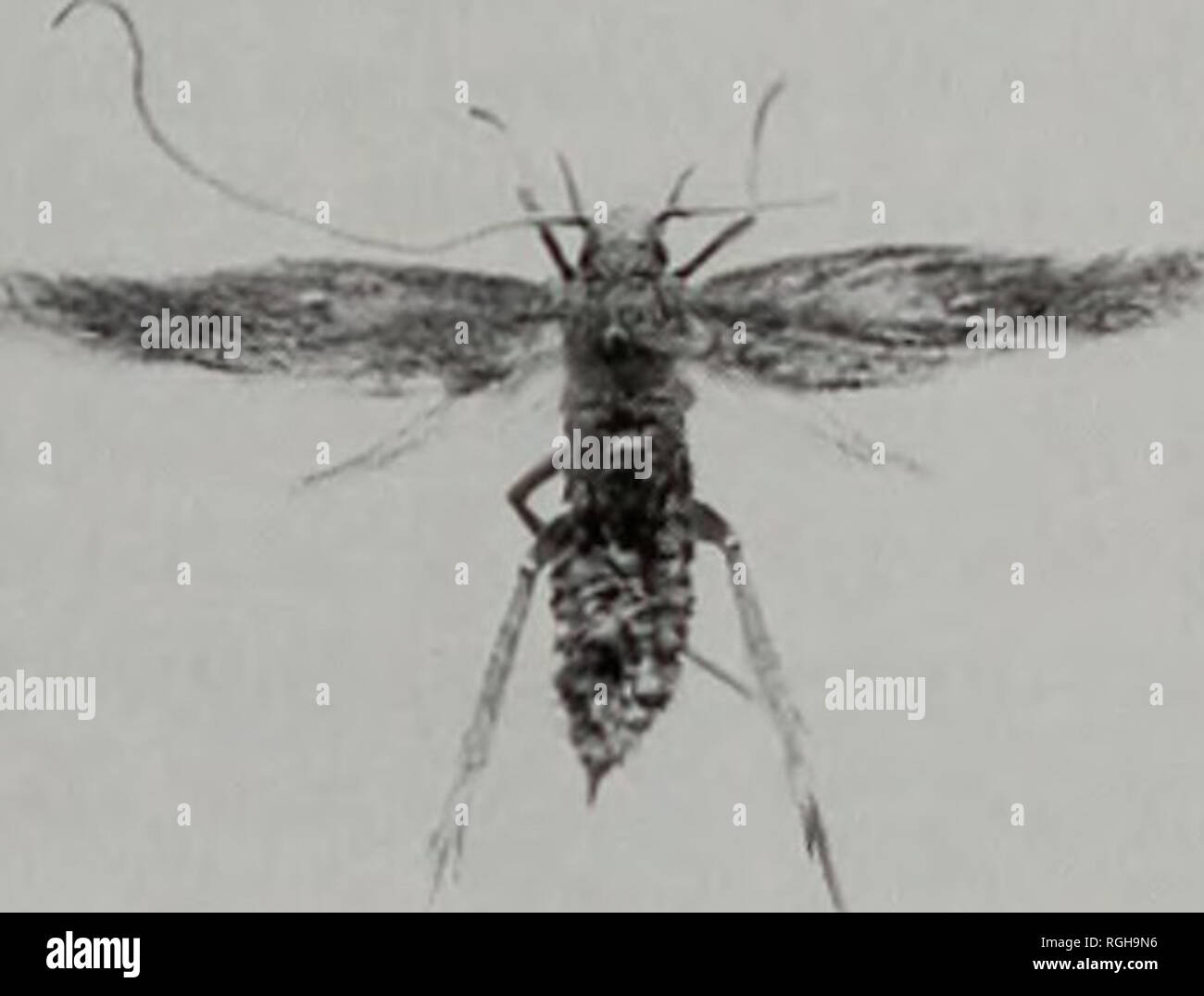 Lecithoceridae hi-res stock photography and images - Alamy