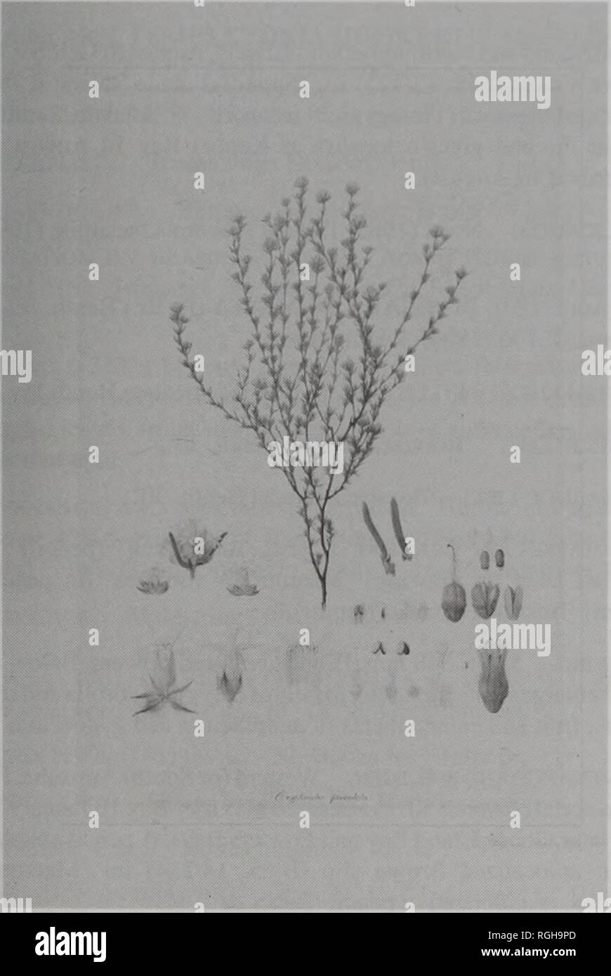 . Bulletin of the British Museum (Natural History), Botany. . 27 ...