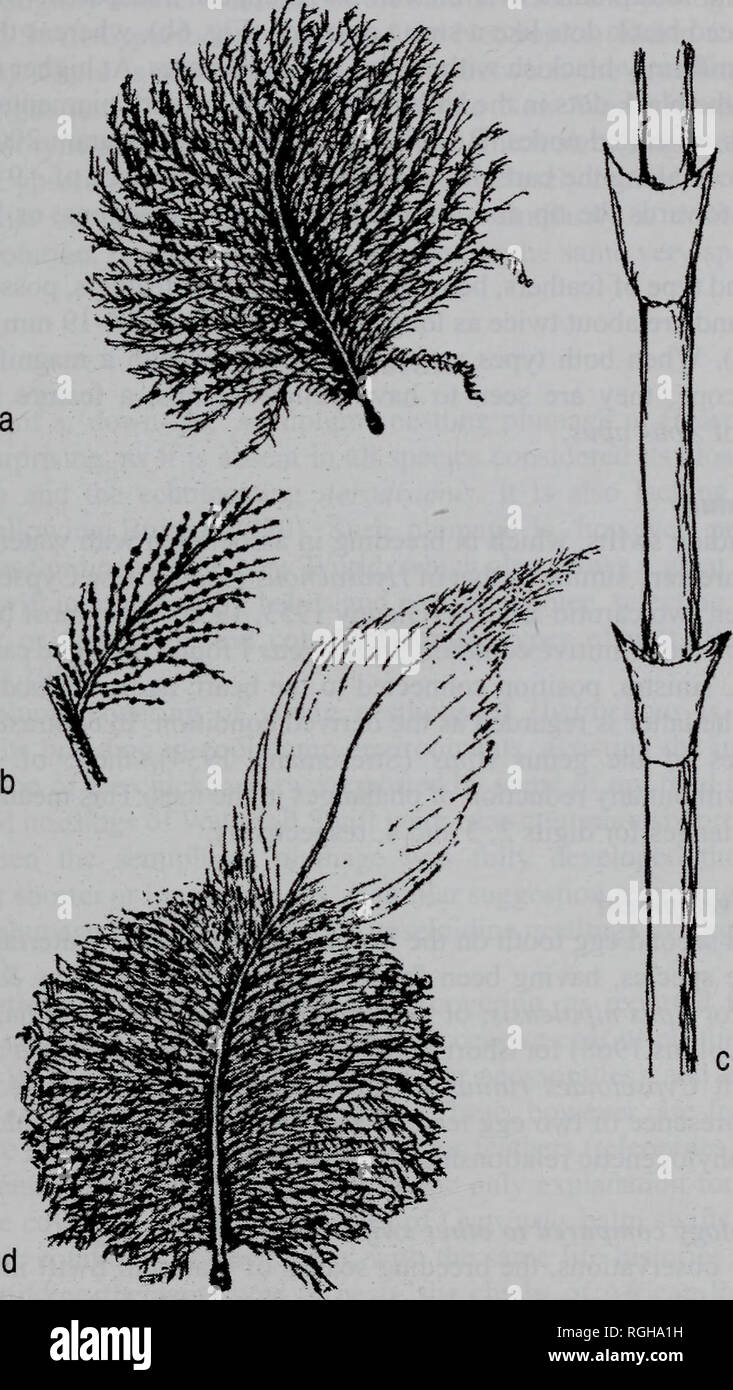 . Bulletin of the British Ornithologists' Club. Jan-Hendrik Becking 131 ...