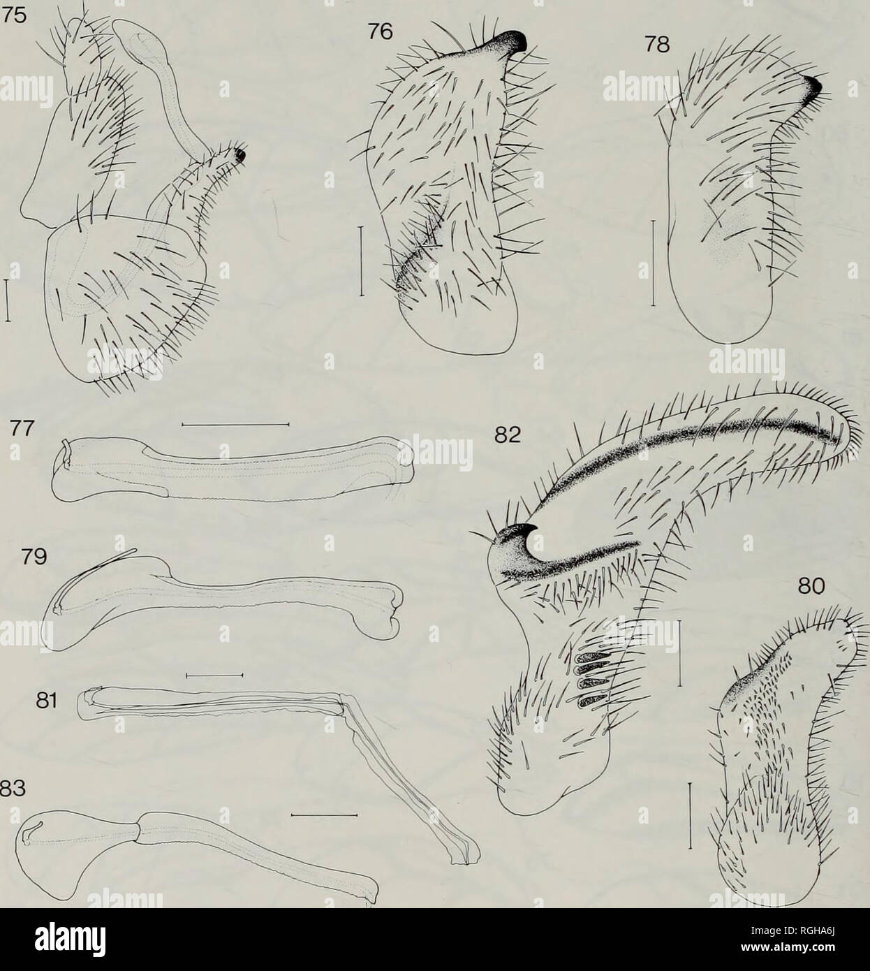 . Bulletin of the British Museum (Natural History) Entomology. 176 D ...