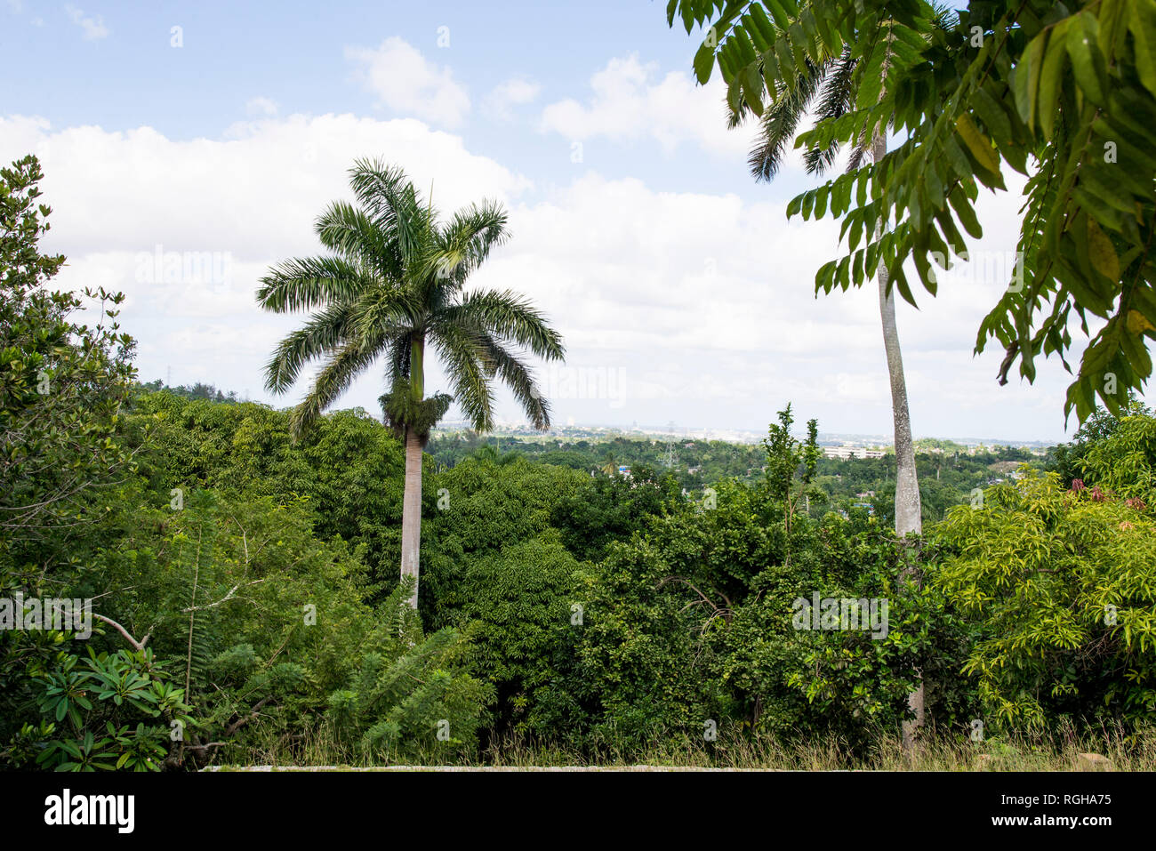 Royal Palm (Roystonea regia) tree is the National Cuban Tree a symbol ...