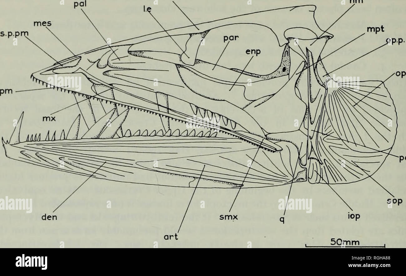 . Bulletin of the British Museum (Natural History) Geology Supplement ...