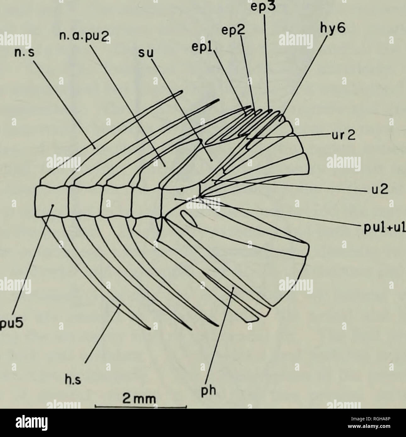 Lobe fin hi-res stock photography and images - Alamy