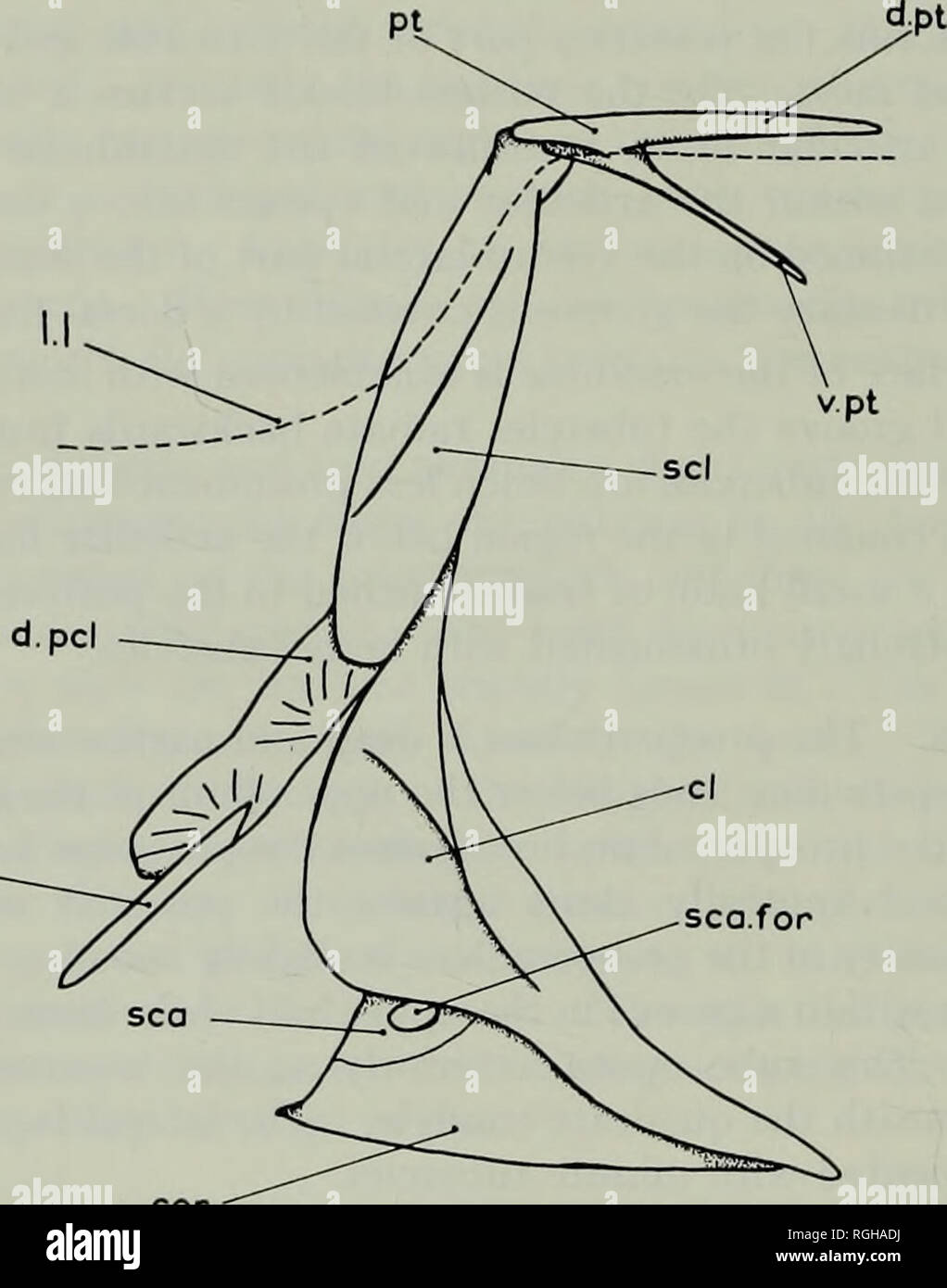 Hyoid Arch High Resolution Stock Photography and Images - Alamy