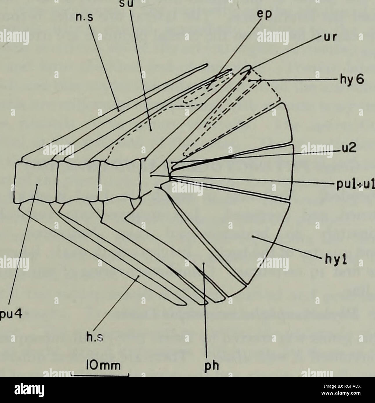 . Bulletin of the British Museum (Natural History) Geology Supplement ...