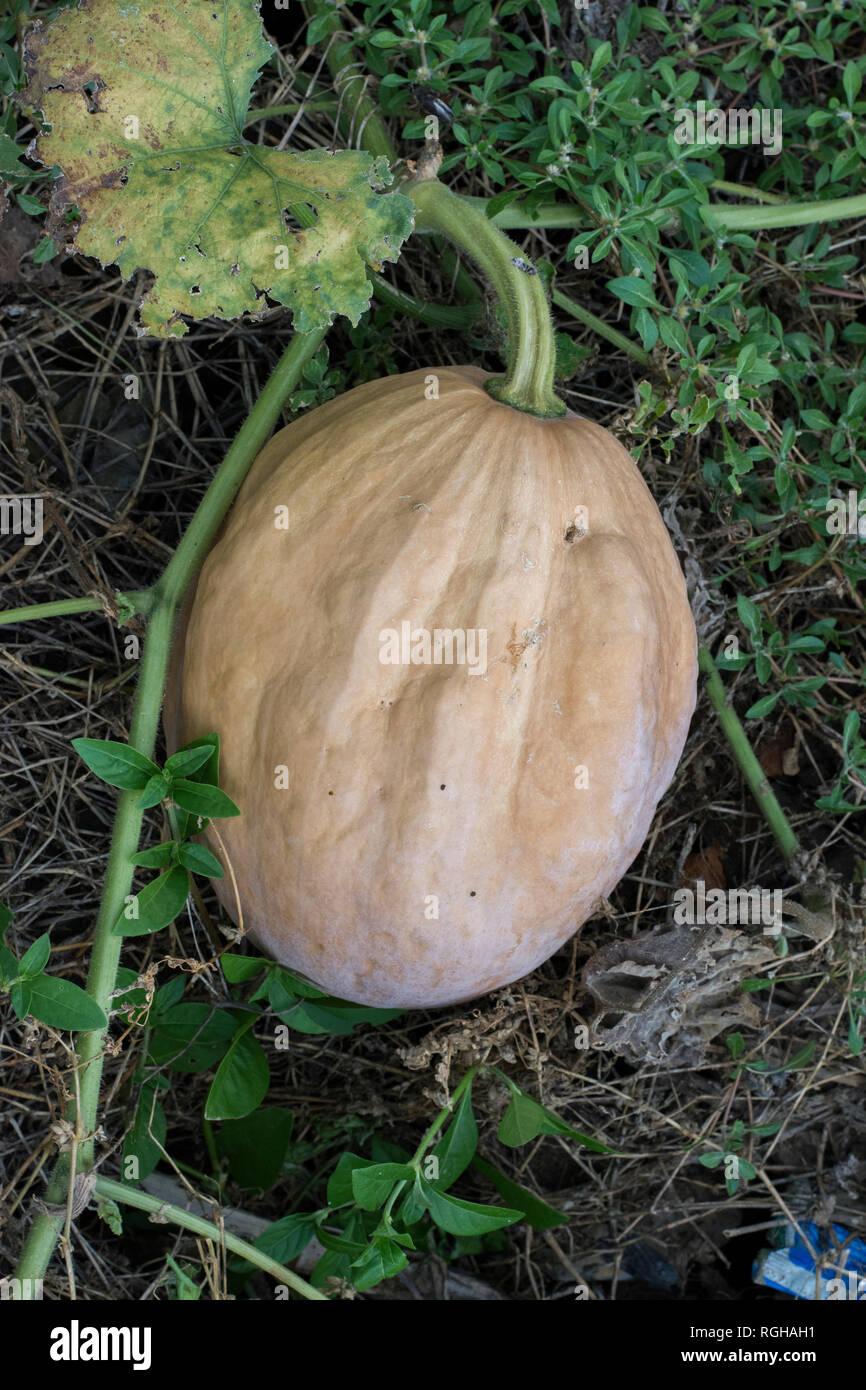 Cucurbita moschata flower hi-res stock photography and images - Alamy