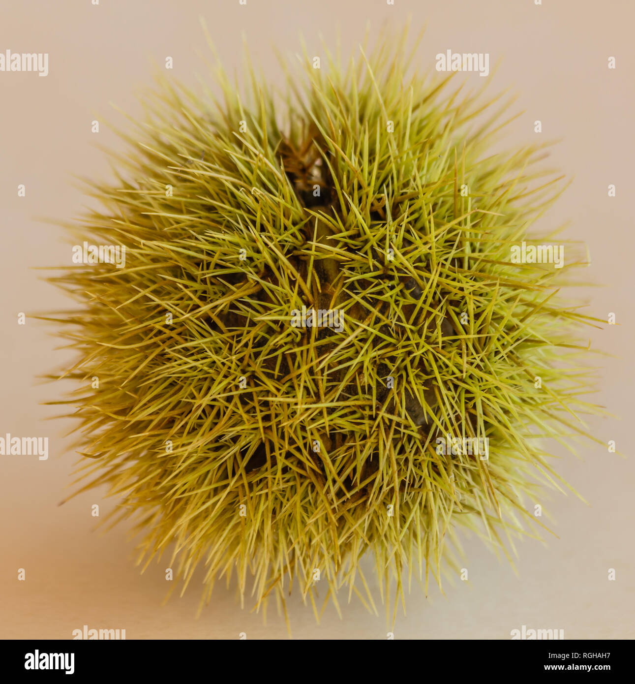 The chestnut husk becomes maturing from green to dark brown and ...