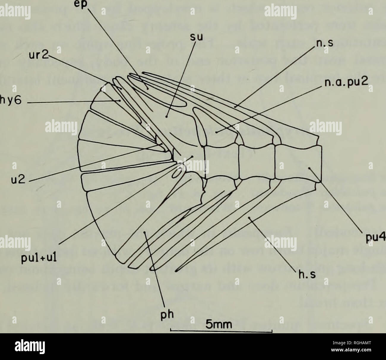 Extension of vertebral column hi-res stock photography and images - Alamy