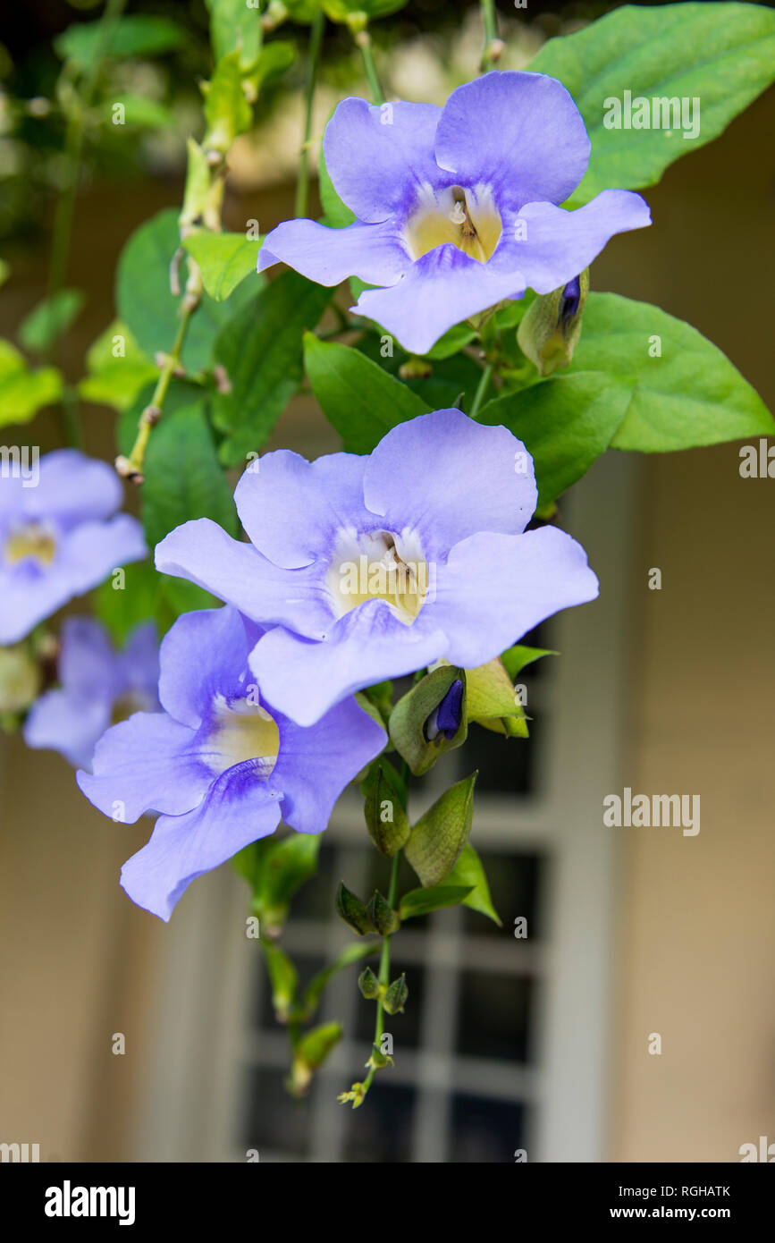 Duranta Repens many beautiful purple flowers in the cuban garden ...