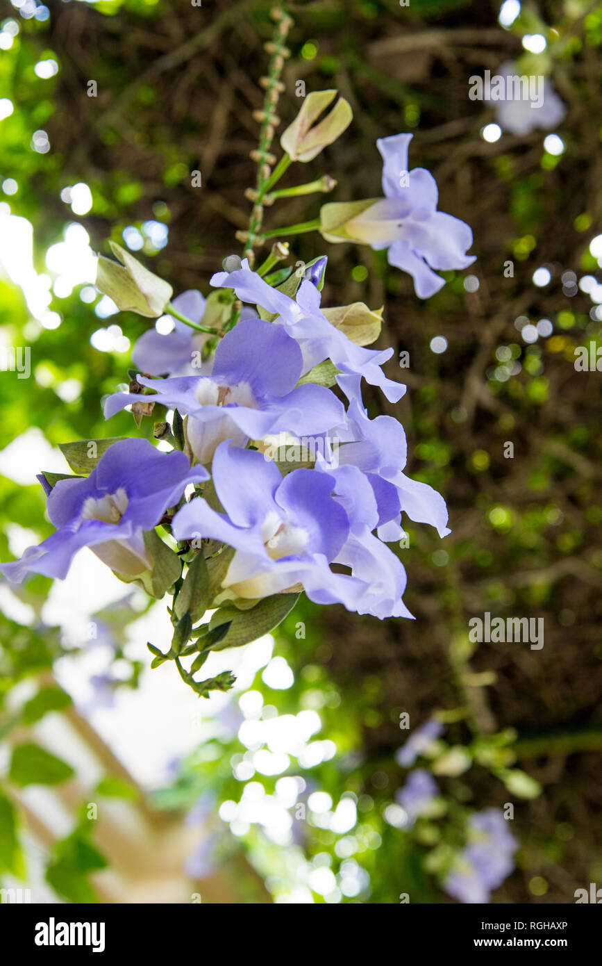 Duranta Repens many beautiful purple flowers in the cuban garden ...