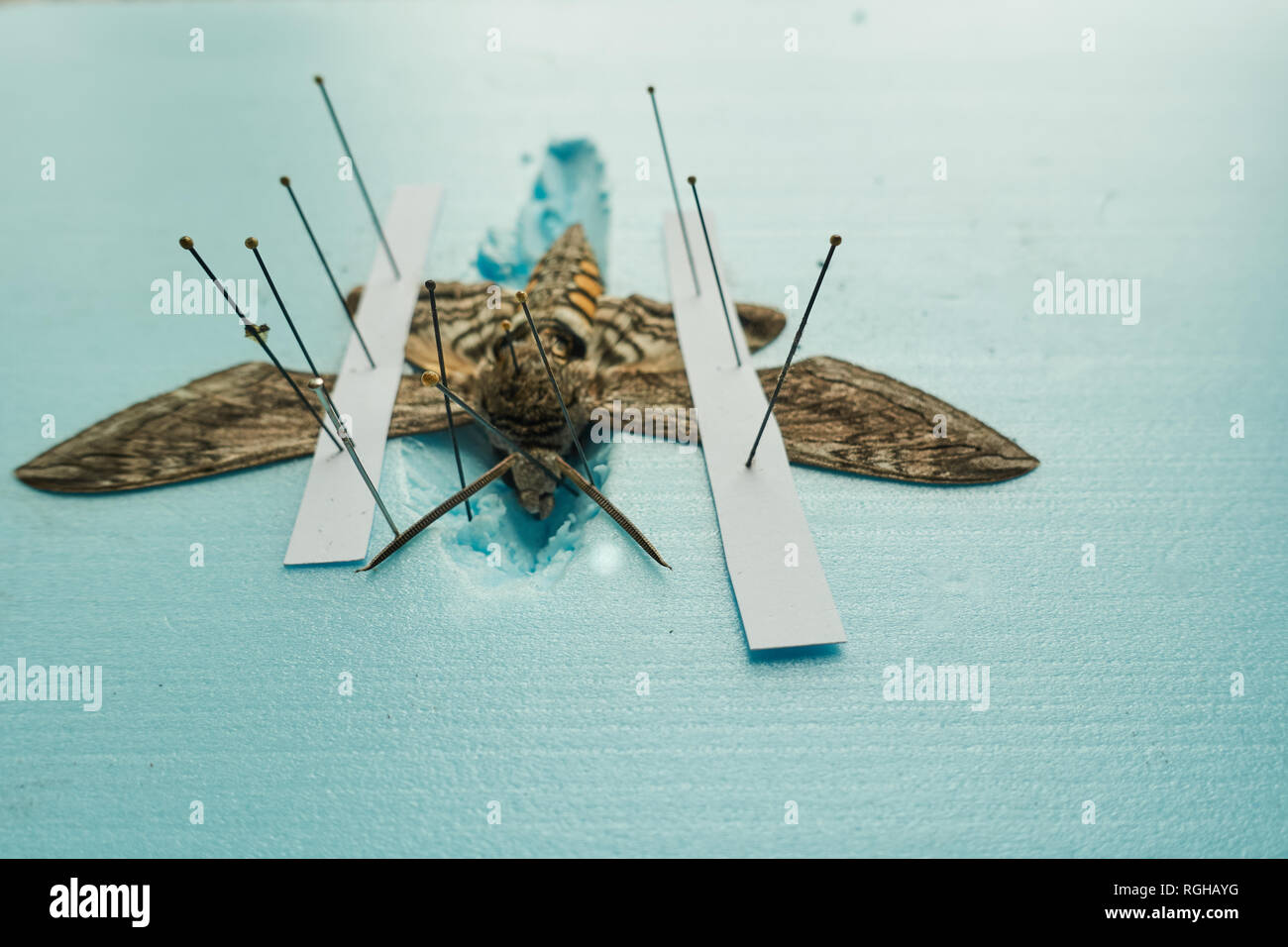 pinned tomato hornworm moth Stock Photo - Alamy