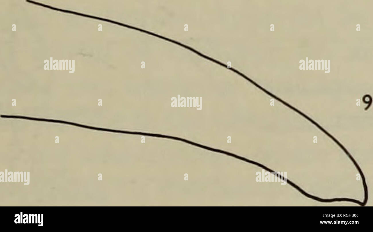 Leytensis hi-res stock photography and images - Alamy