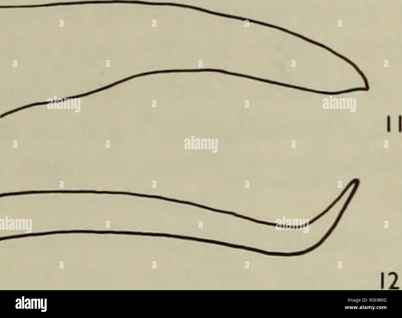 . Bulletin of the British Museum (Natural History) Entomology. REVISION ...