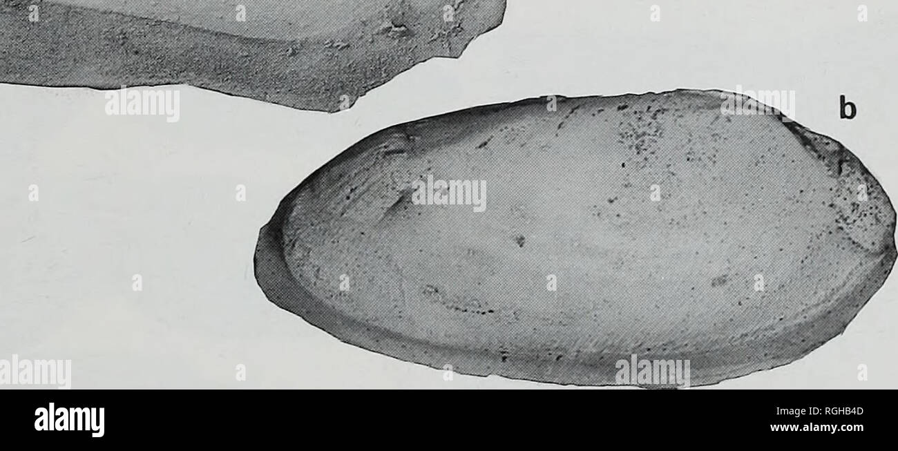 . Bulletin of the British Museum (Natural History), Geology. . Fig. 36 ...