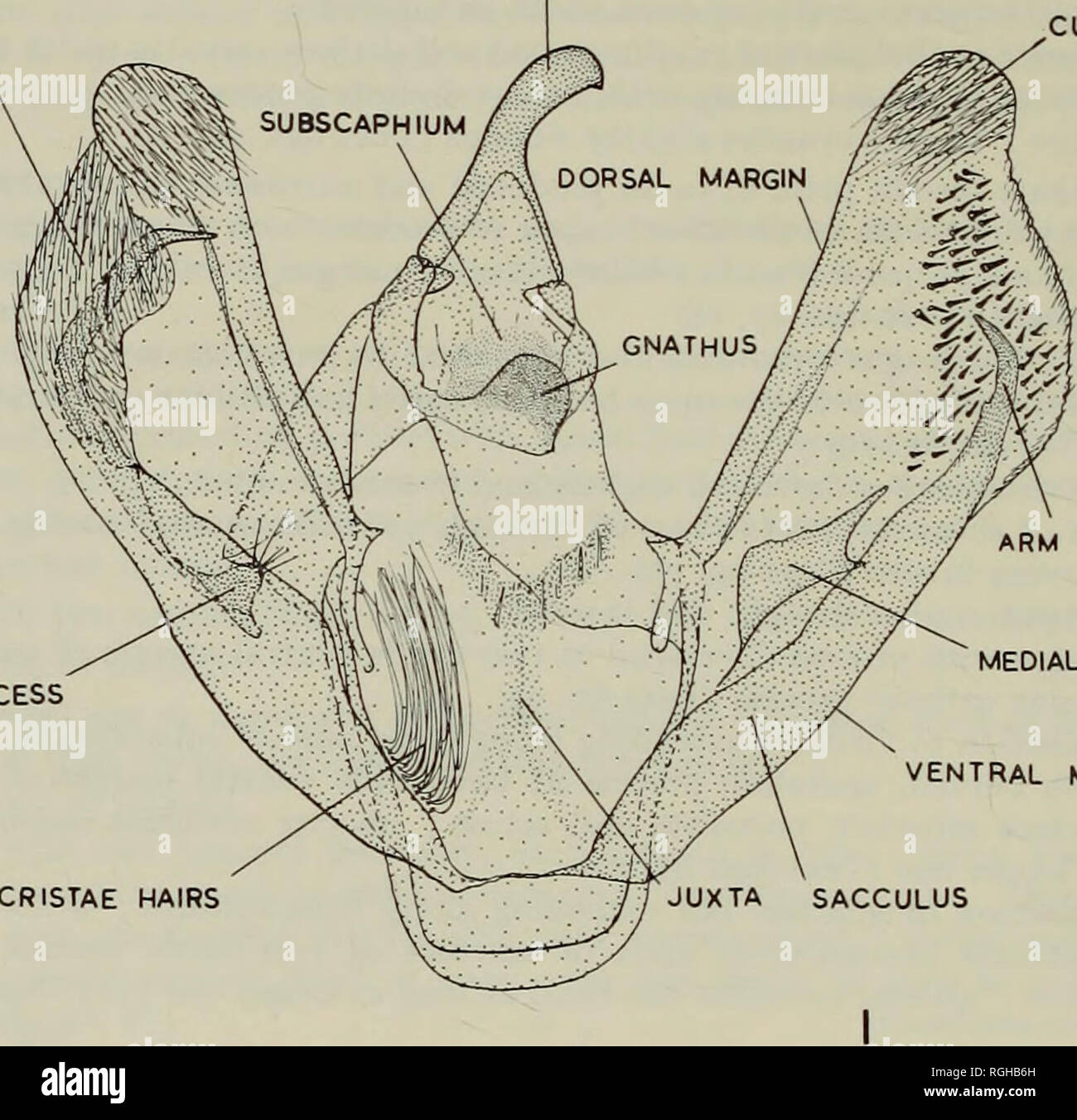 . Bulletin of the British Museum (Natural History) Entom Supp. 14 D. S ...