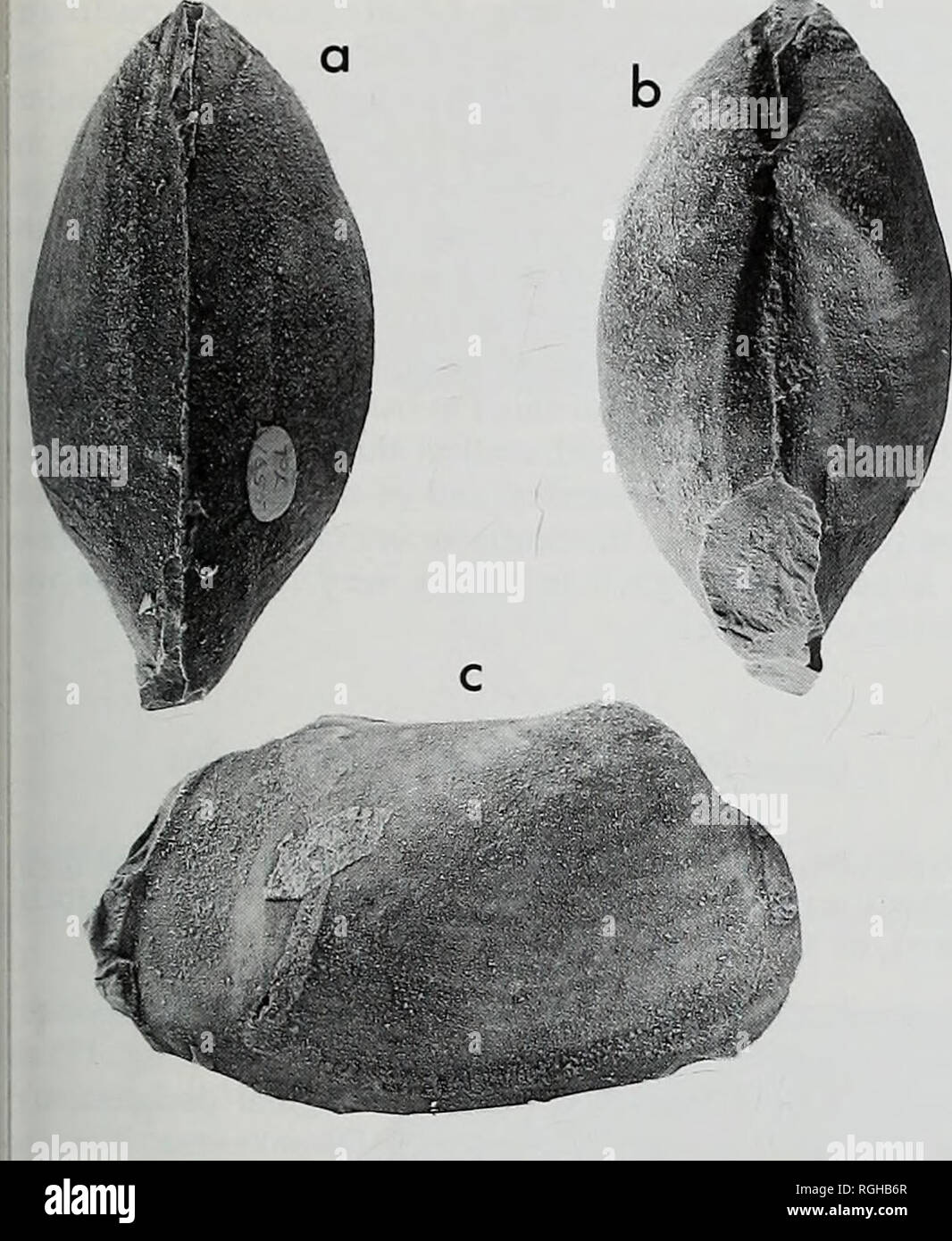 Jacunda hi-res stock photography and images - Alamy