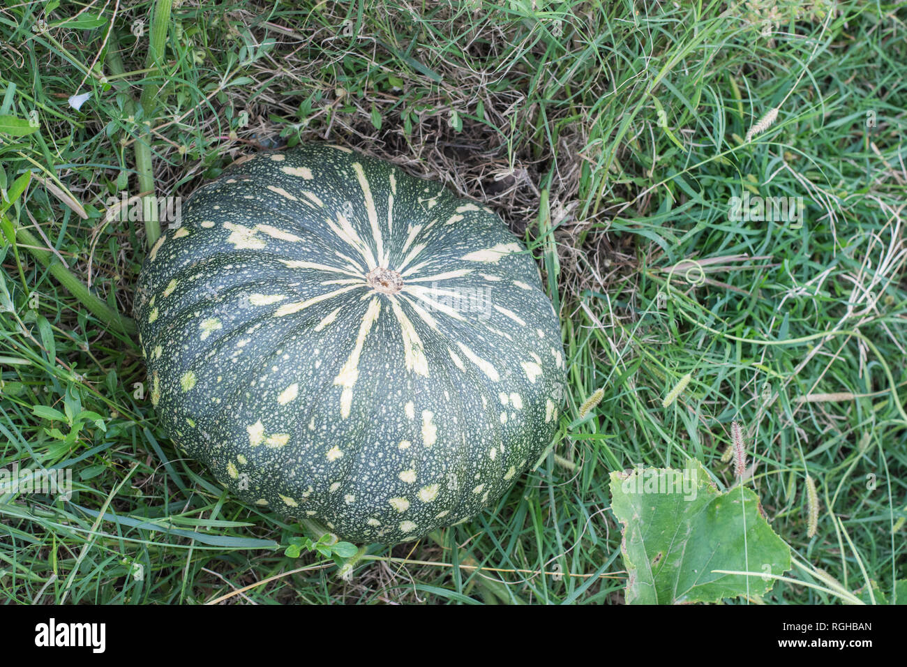 Cucurbita pepo botanical hi-res stock photography and images - Alamy