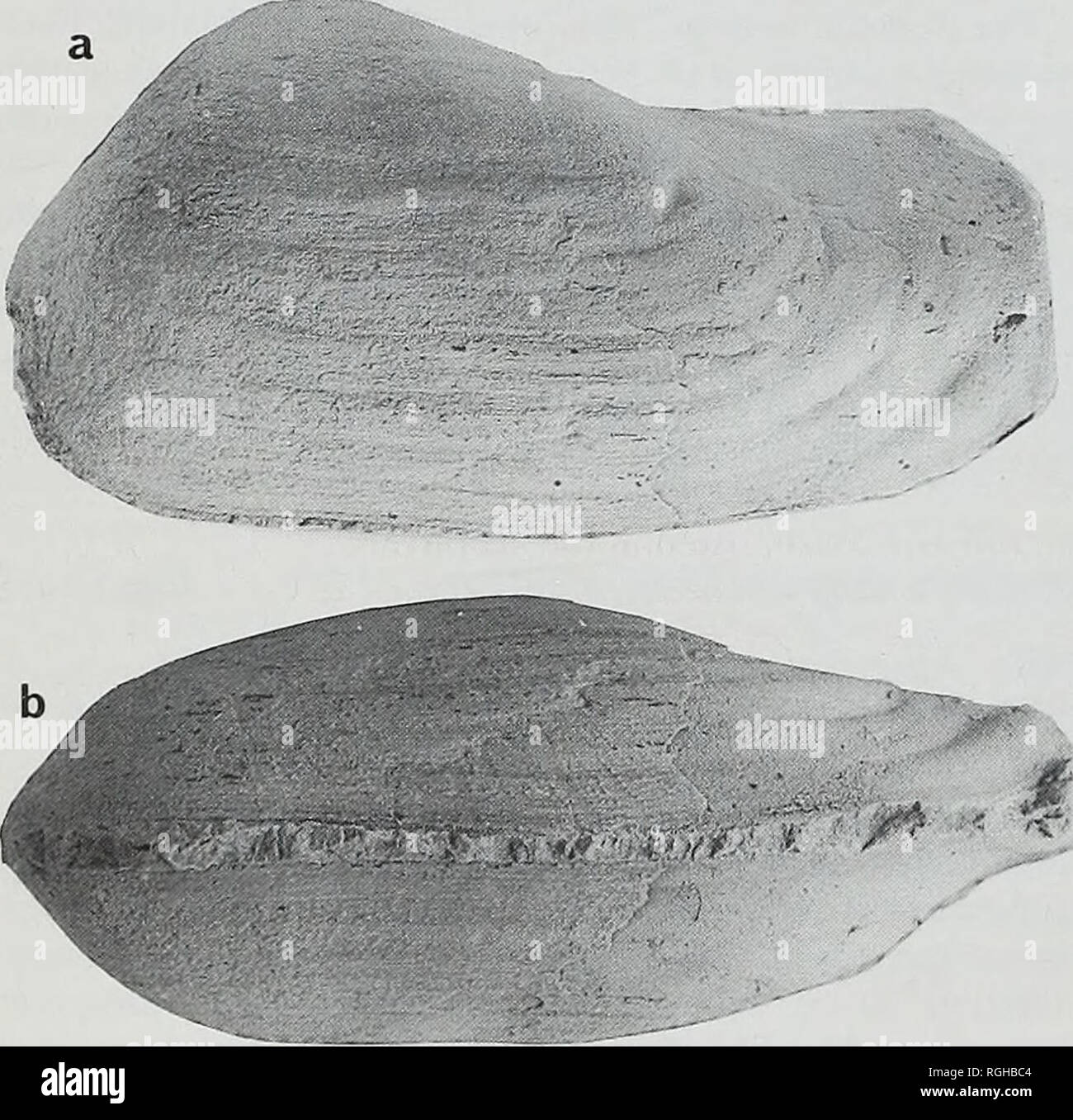. Bulletin of the British Museum (Natural History), Geology. Fig. 25 ...