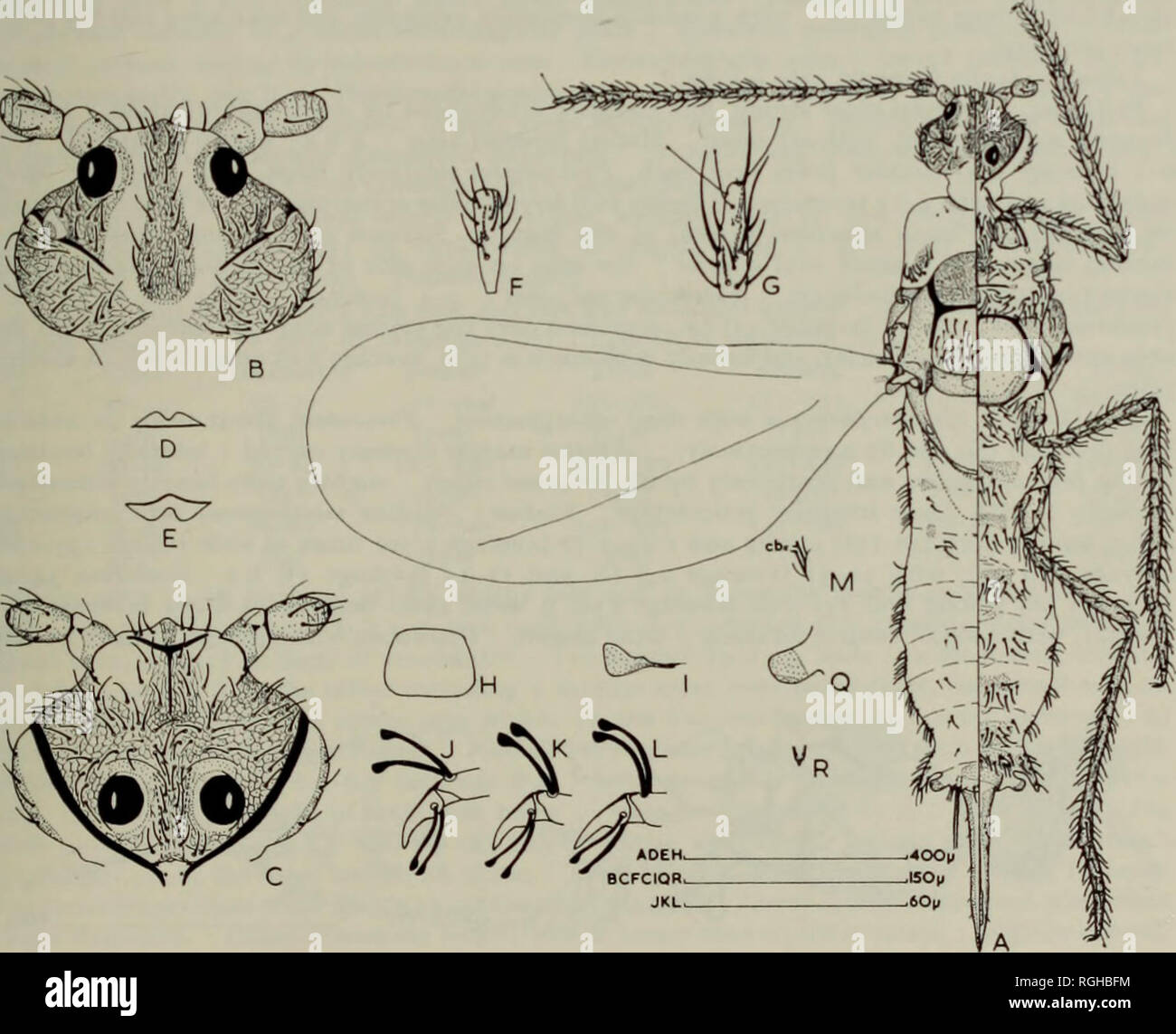 . Bulletin of the British Museum (Natural History) Entom Supp. OF THE ...